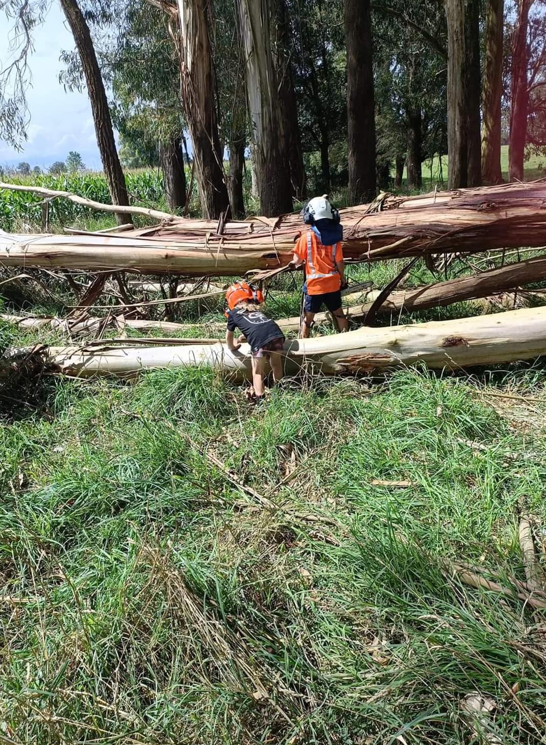 Arborist Hamilton, Cambridge & Te Awamutu > Local Tree Service