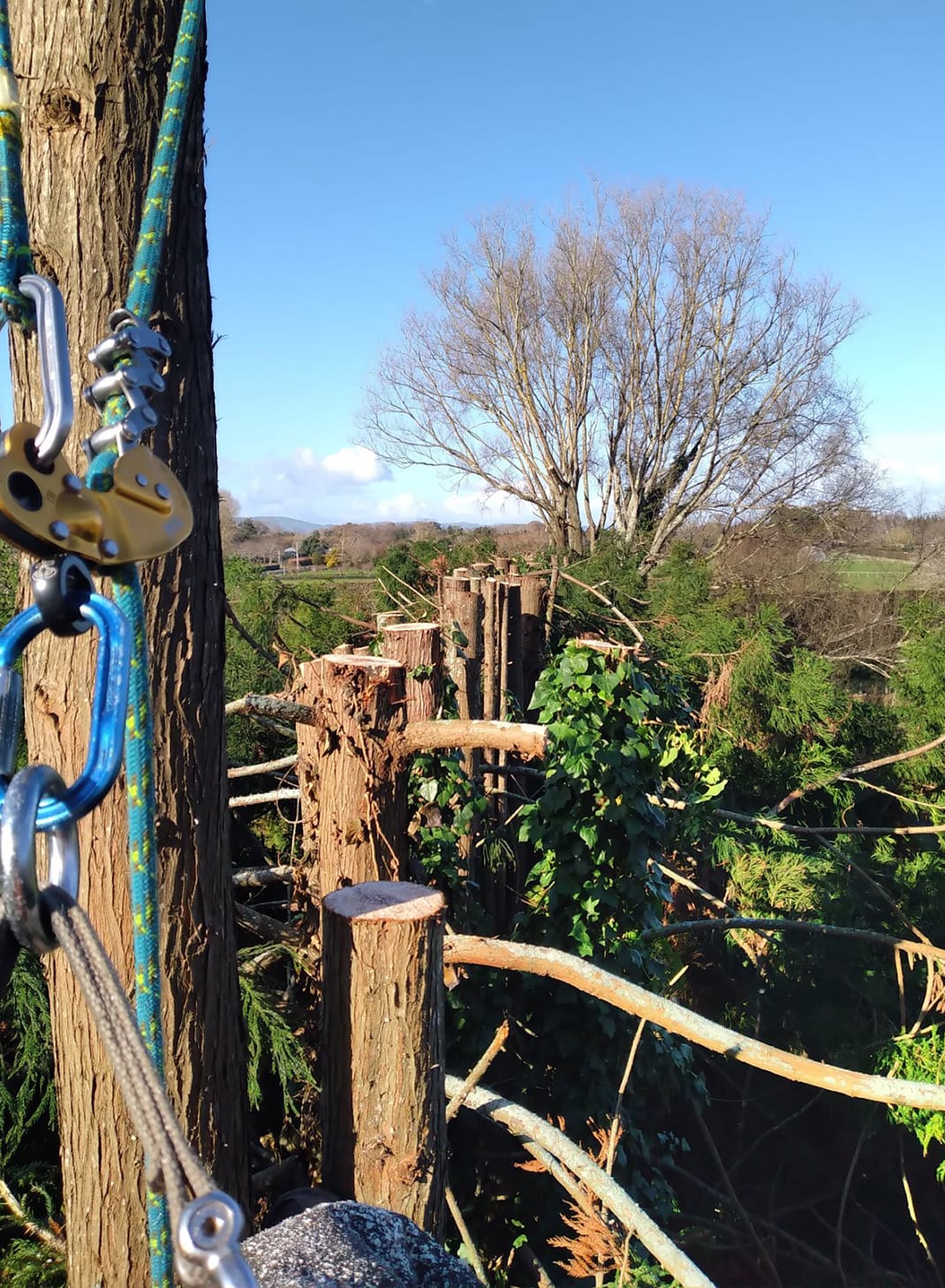 Arborist Hamilton, Cambridge & Te Awamutu > Local Tree Service